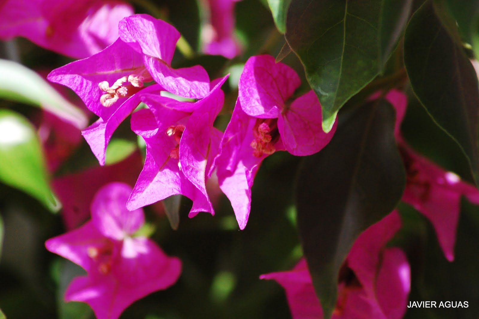 Lagartijo: BUGANVILLA.