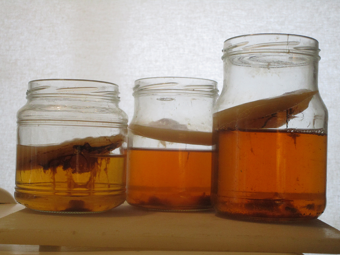 Gör egen kombucha! Scoby svamp till salu, skickas med vanlig post på 1 ...