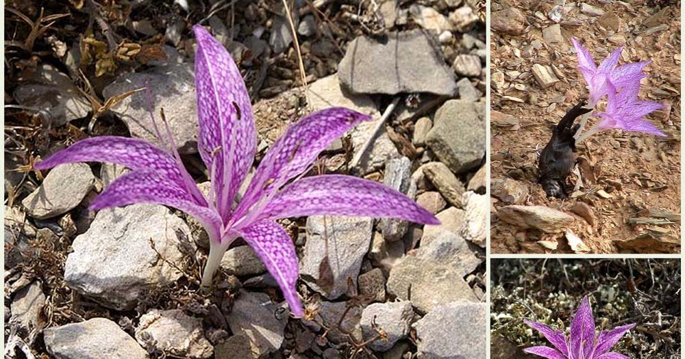 Flora Amorgina: Colchicum variegatum