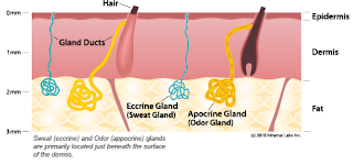 Skin Glands