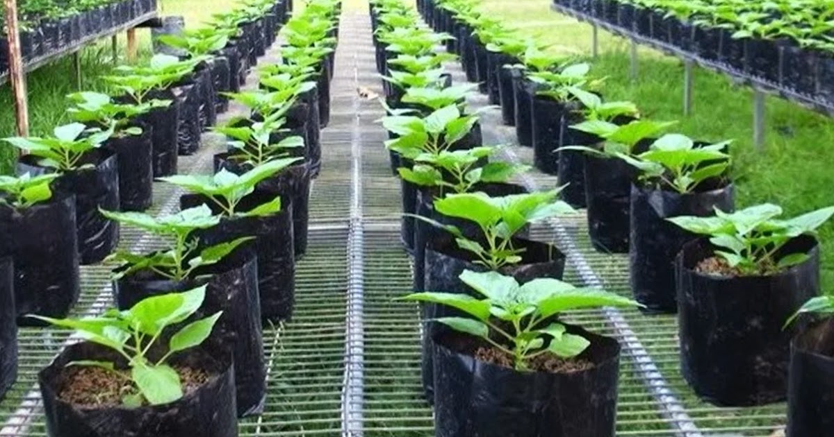 Pabrik dan Distributor Polybag: 6 Bisnis Budidaya Bibit Tanaman Yang ...
