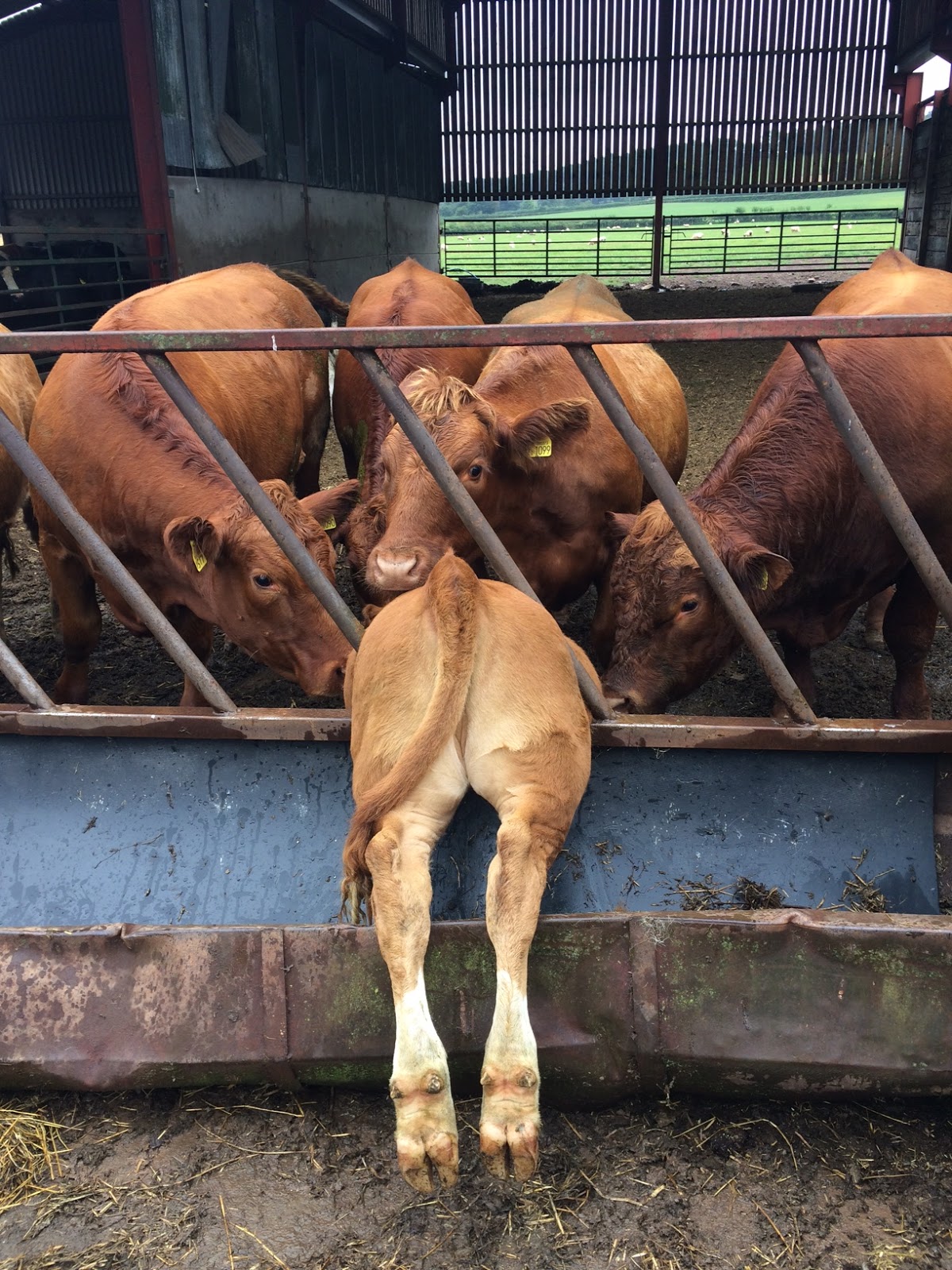 Milkweed & Teasel: A Beginner's Guide to the Cow