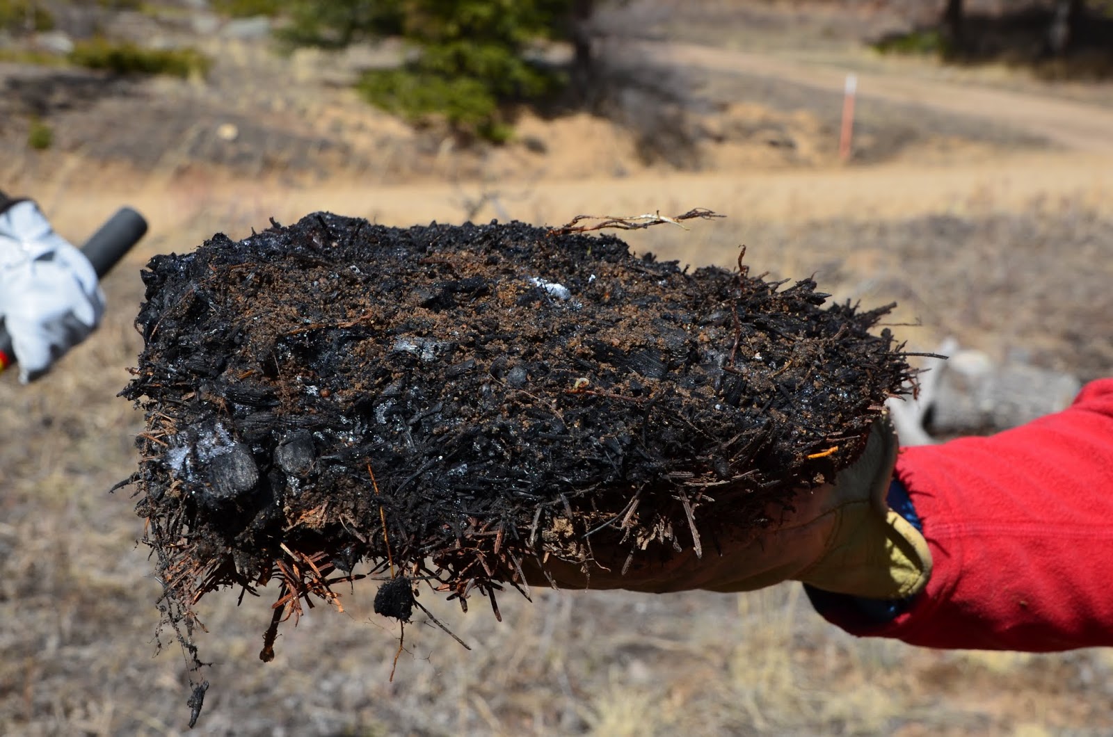 Trailcology: Project Day: Hermit Park Open Space Slash Pile Burn Scar ...