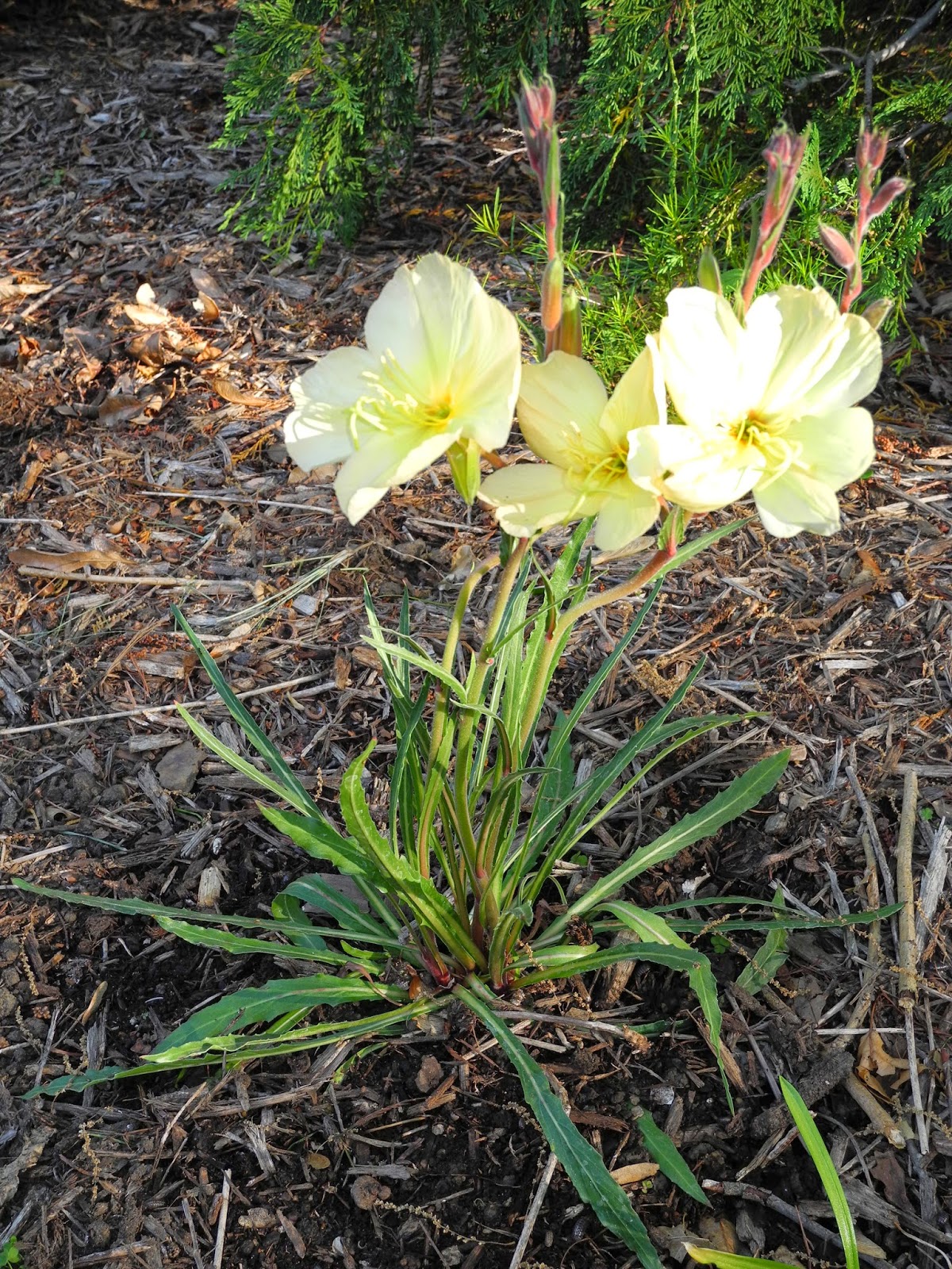 The Phytophactor: Friday Fabulous Flower -' Lemon Sunset' Evening Primrose