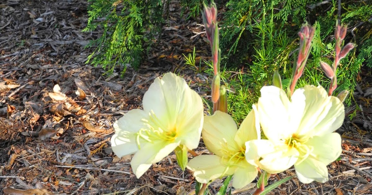The Phytophactor: Friday Fabulous Flower -' Lemon Sunset' Evening Primrose