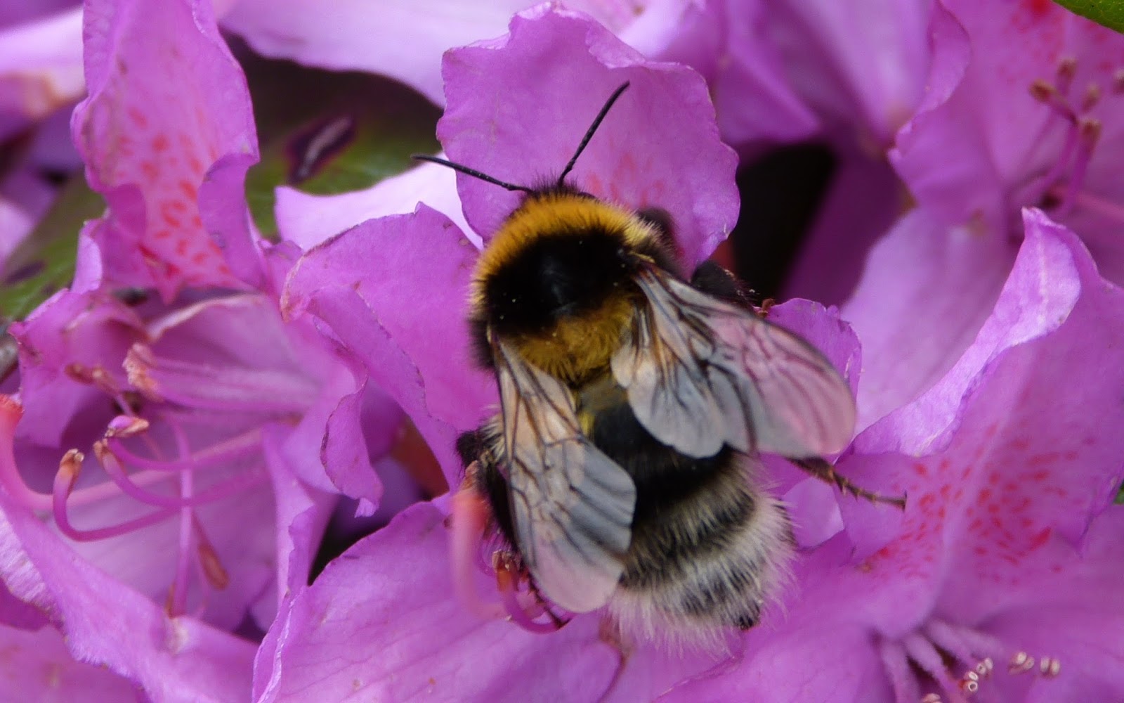 A Kilchoan Diary: A Rich Insect Life