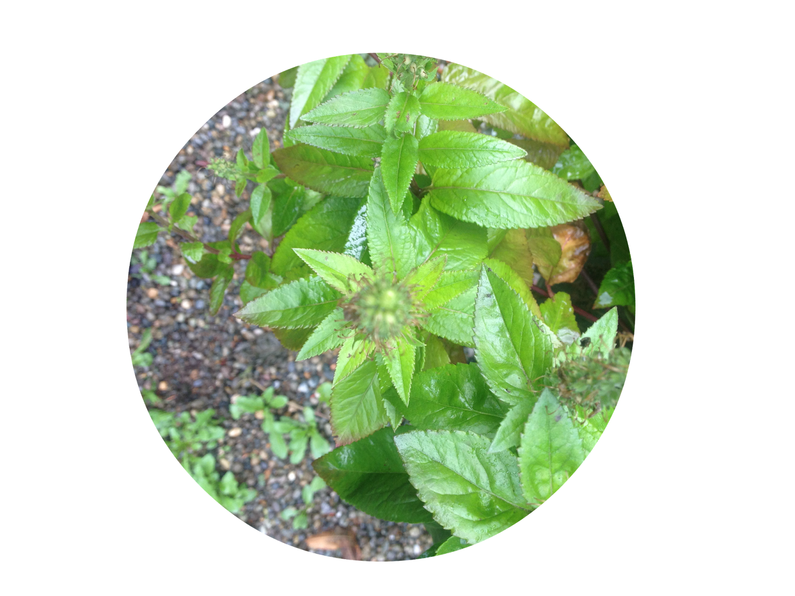 Seeing Patterns in Nature