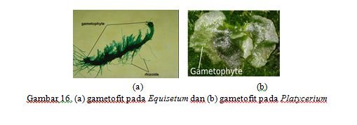 Struktur dan fungsi tubuh pteridophyta pada fase gametofit