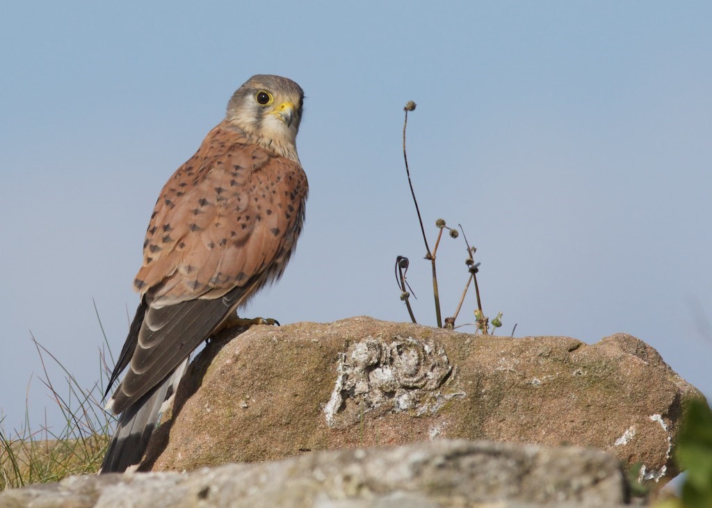 Hilbre Bird Observatory
