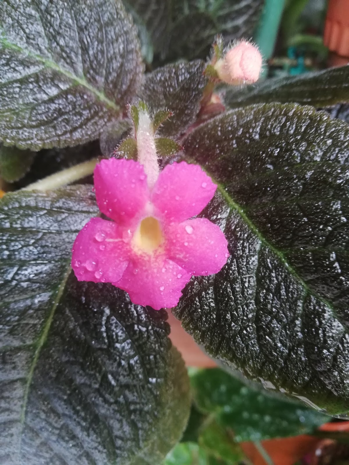 Garden Chronicles of James David: 27 Different Episcia Varieties ...