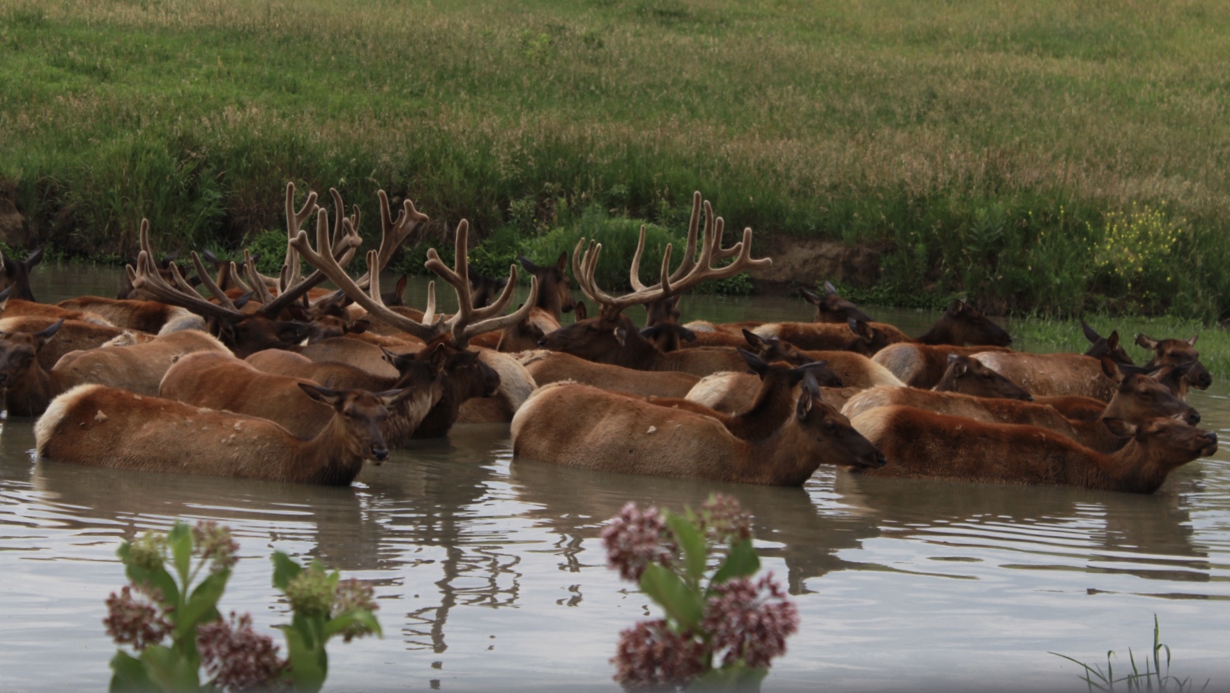 life of laur: wildlife prairie park