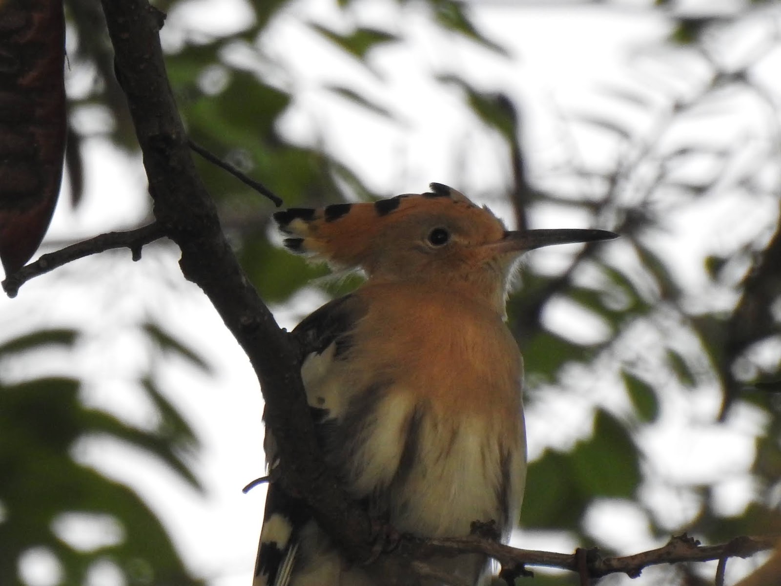 PASARI DIN ROMANIA: PUPAZA, Upupa epops