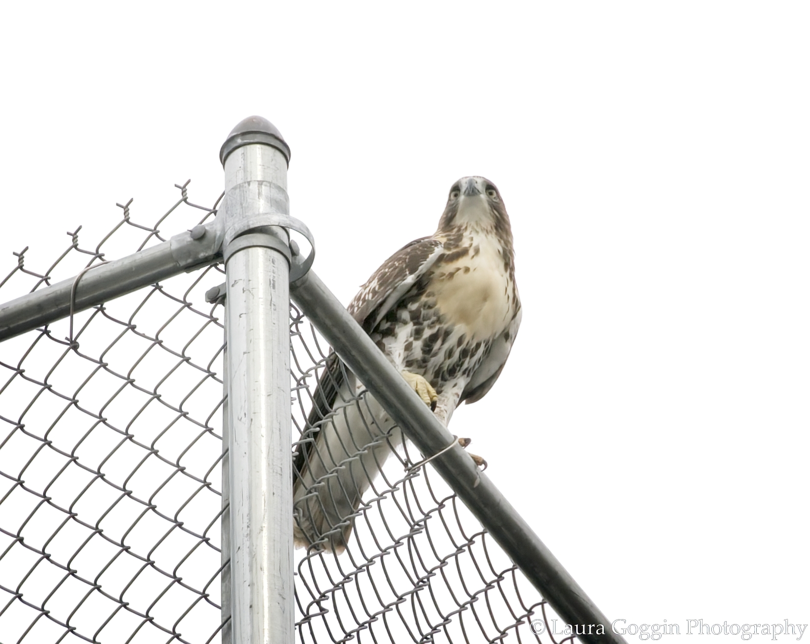 Laura Goggin Photography: Bidding farewell to the Tompkins Square red ...