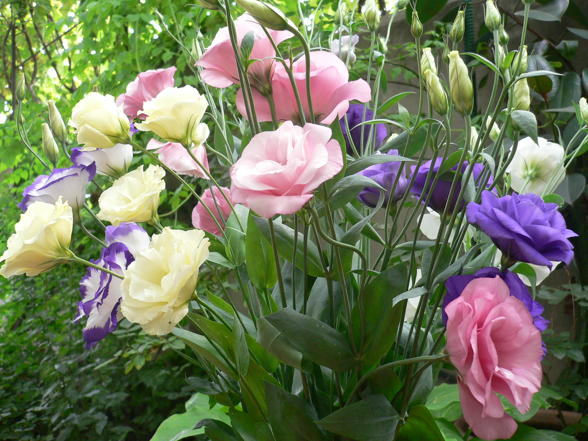Eustoma - Lisianthus - Prairie gentian care and culture | Travaldo's blog