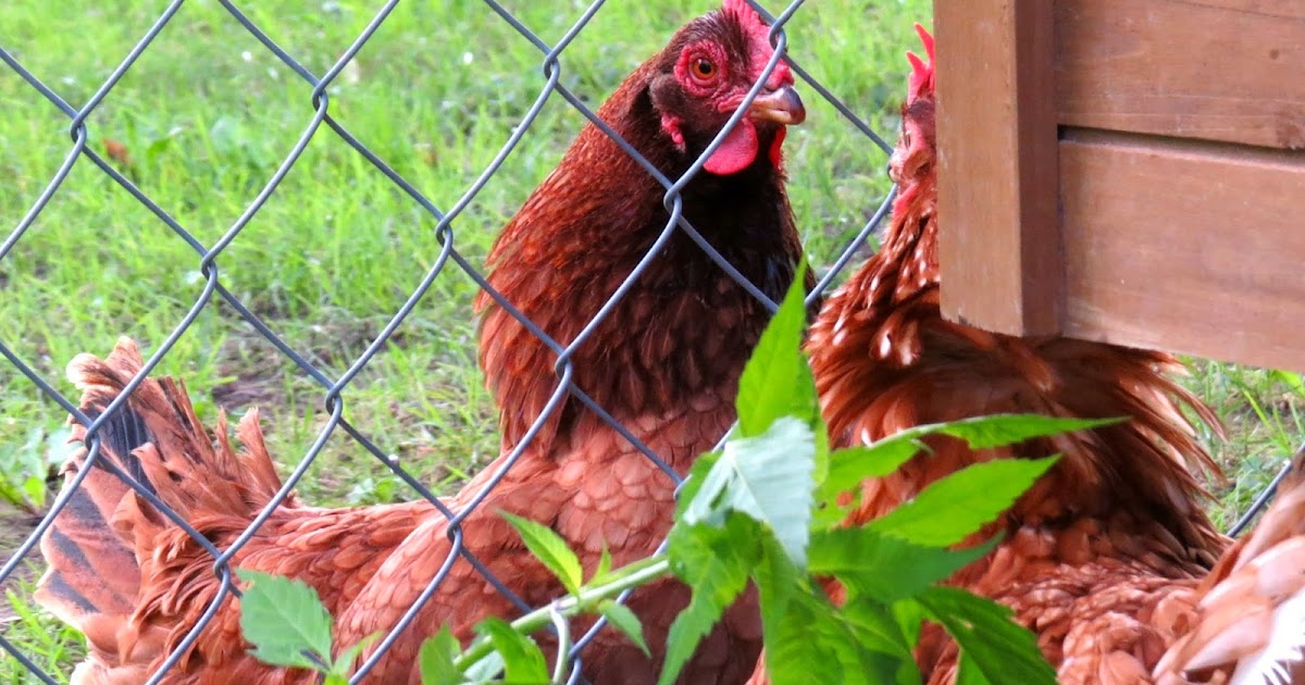 It's All Connected: And The Winner Of The Chicken Hunger Games Is .....