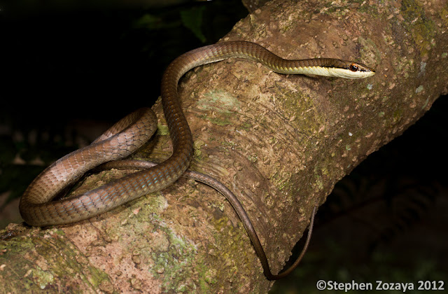 Ular Asli Indonesia: Dendrelaphis calligastra