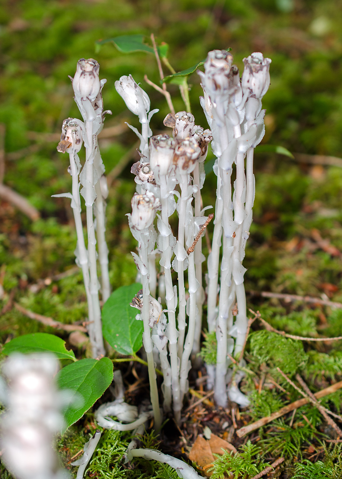 Wanderin' Weeta (With Waterfowl and Weeds): Pink ghosts