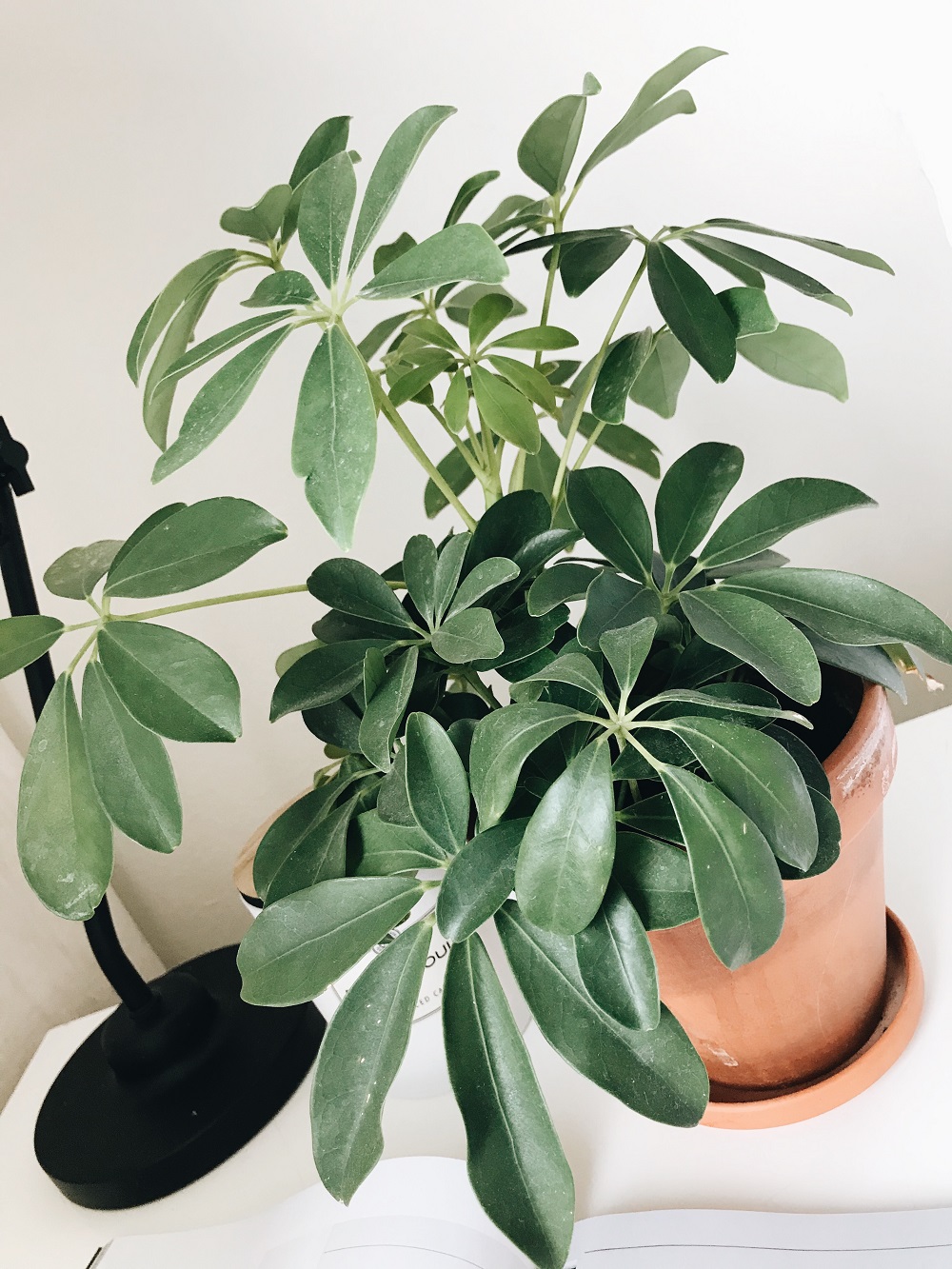 LIUSKA-ARALIA | Sara S.