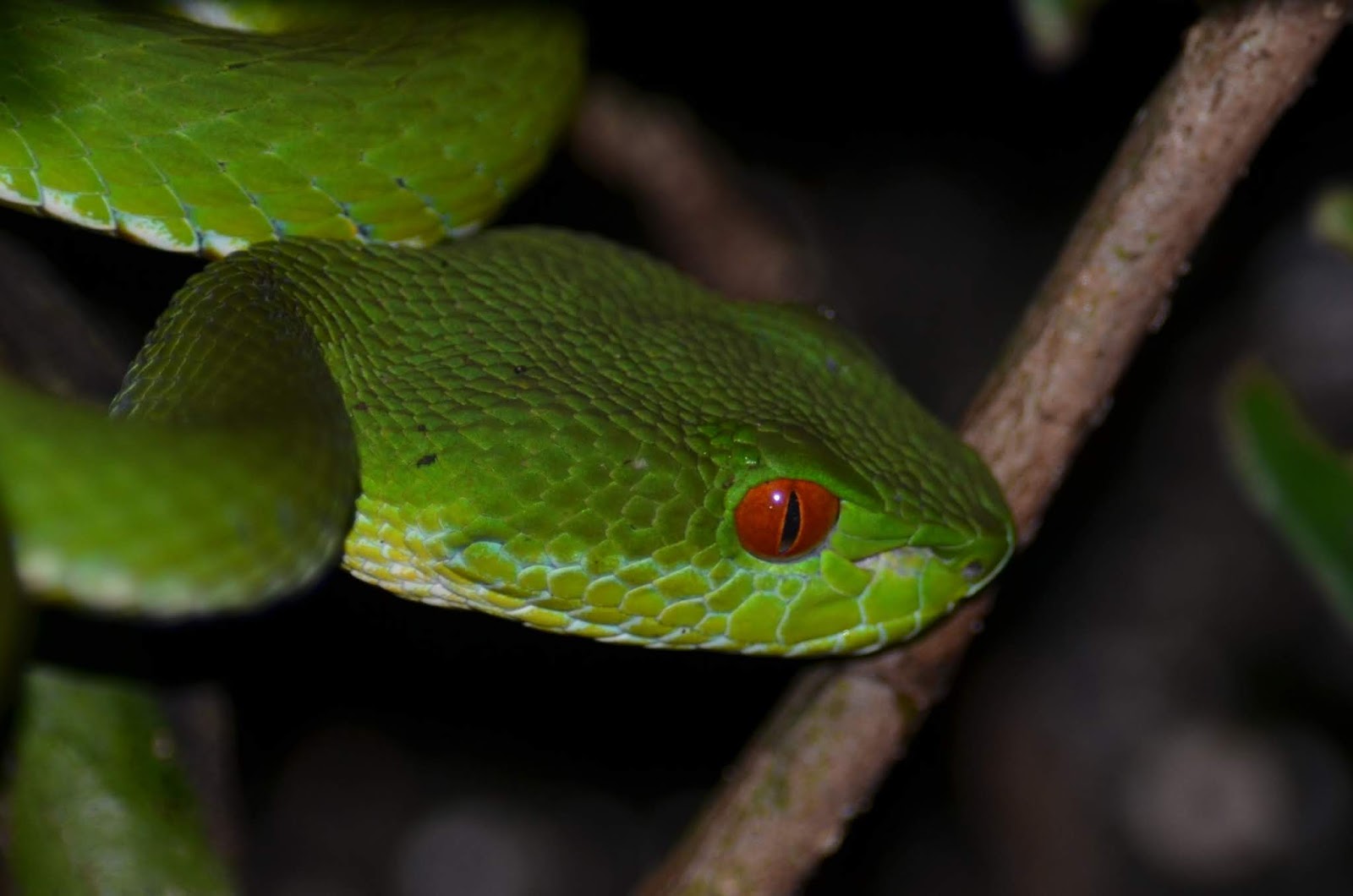 Wildlife of S. E. Asia and S. America. A Photo Journal by Francis ...