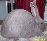 ! RABBIT IN THE WEB !: Rabbit Coat Color