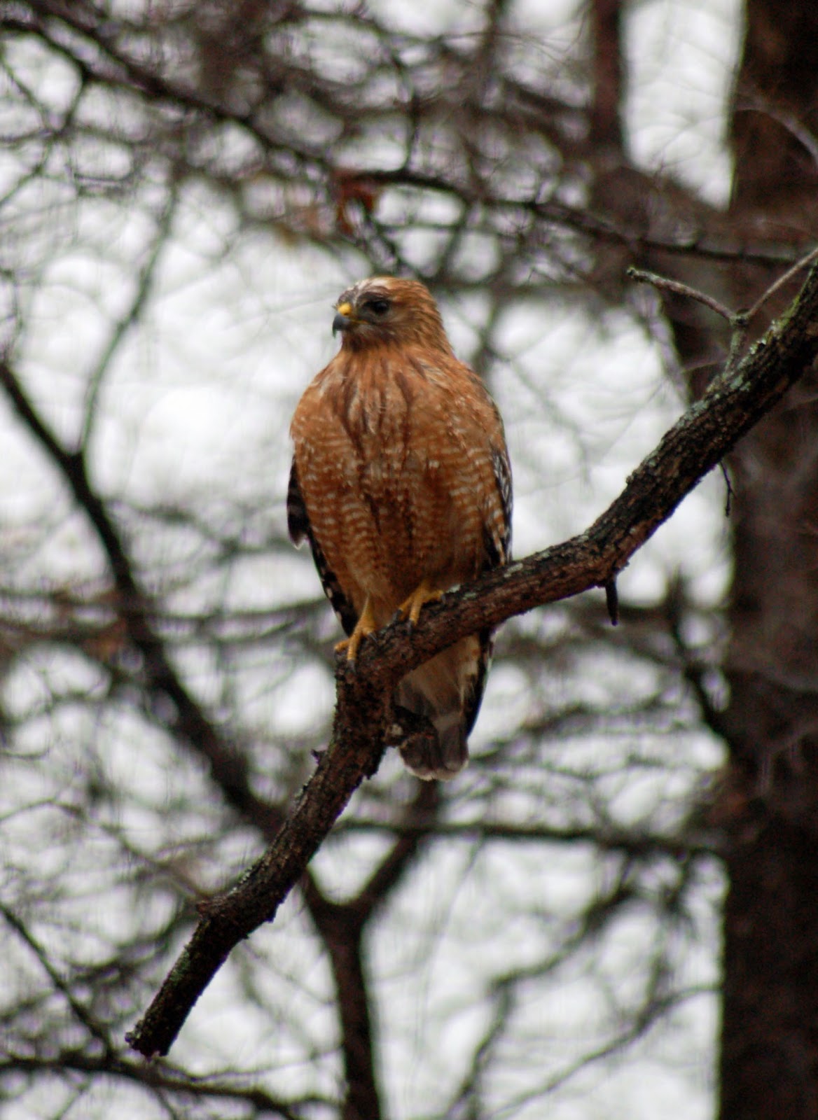 Diary of a Quilt Maven: My oh my how time flies...