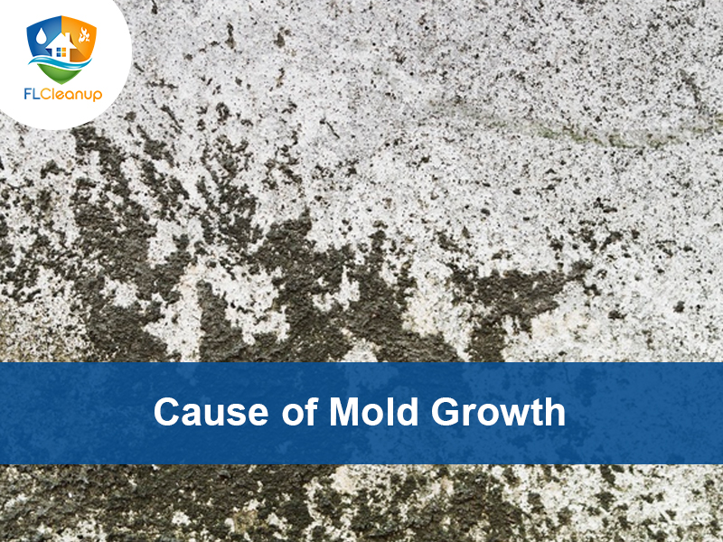 FL Cleanup: Causes of Mold Growth and The Role of Mold Specialist in ...