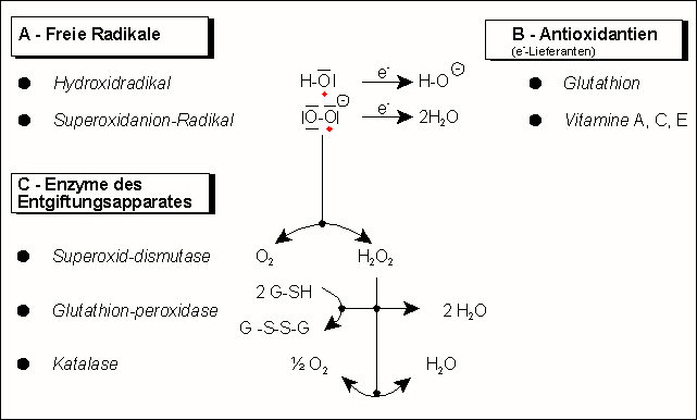 Anti oxidants for Immunity, Aging, Skin and Hair: Vitamin Supplements ...