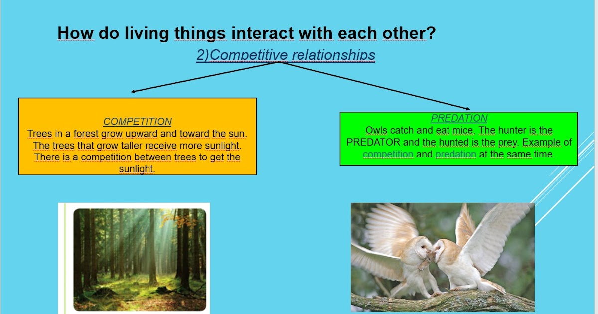 NATURAL SCIENCE: COMPETITIVE RELATIONSHIPS IN ECOSYSTEMS.