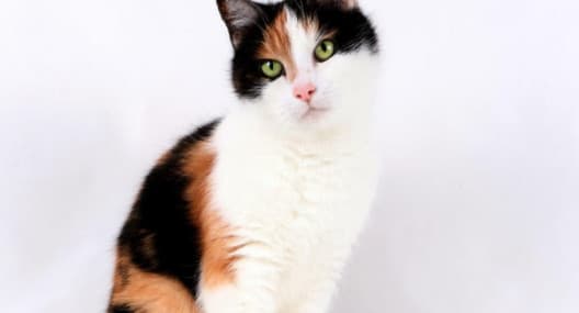 What do tricolor cats have in special? Discover his legend