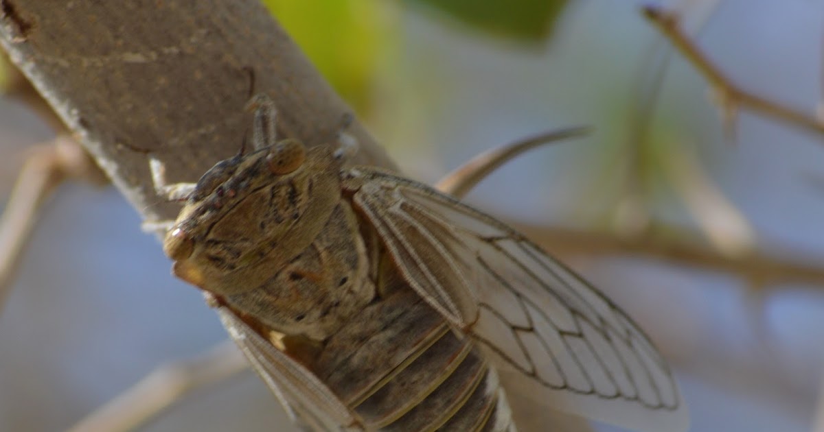 Samurai Bug Chronicles: An Arabian Cicada Encounter at the Al Showkha ...