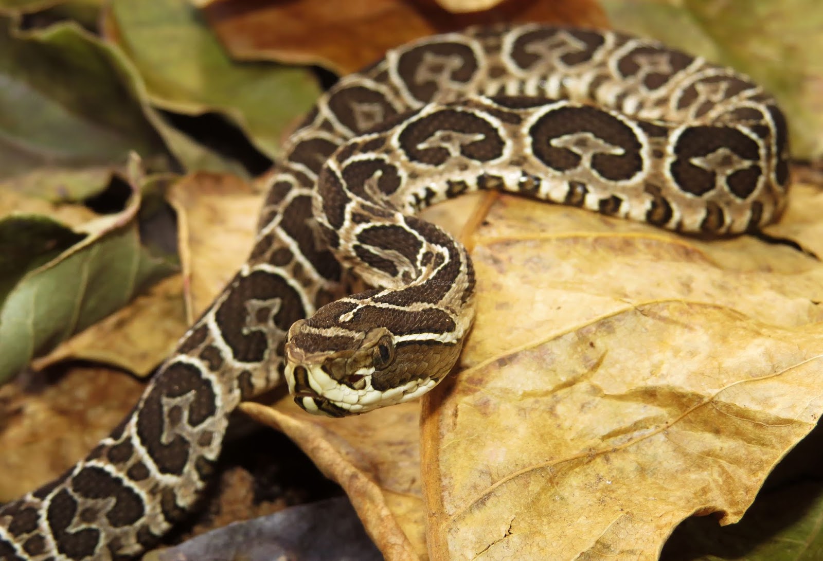 Herpetolife (Inicio): Bothrops alternatus Duméril, Bibron & Duméril, 1854