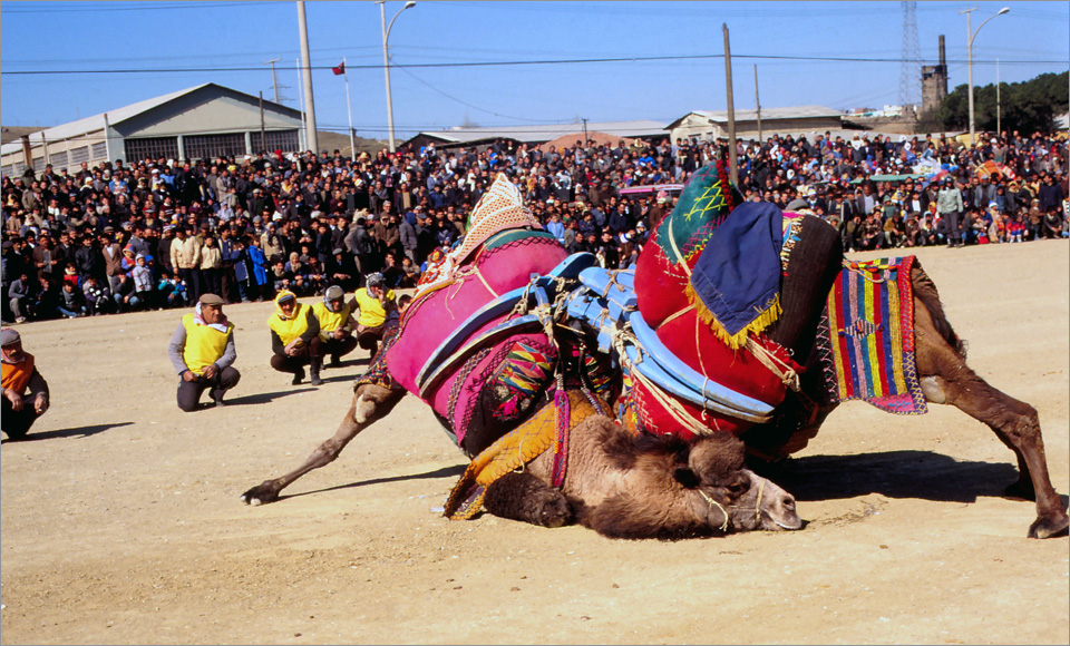 All Time Top Ten 10: Top 10 Bizarre Animal Sports in the World - All ...
