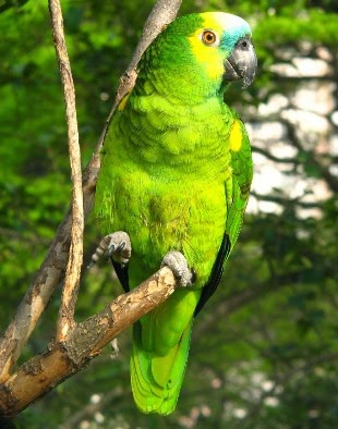 Aves de Venezuela con Historias: Guaro, Loro guaro