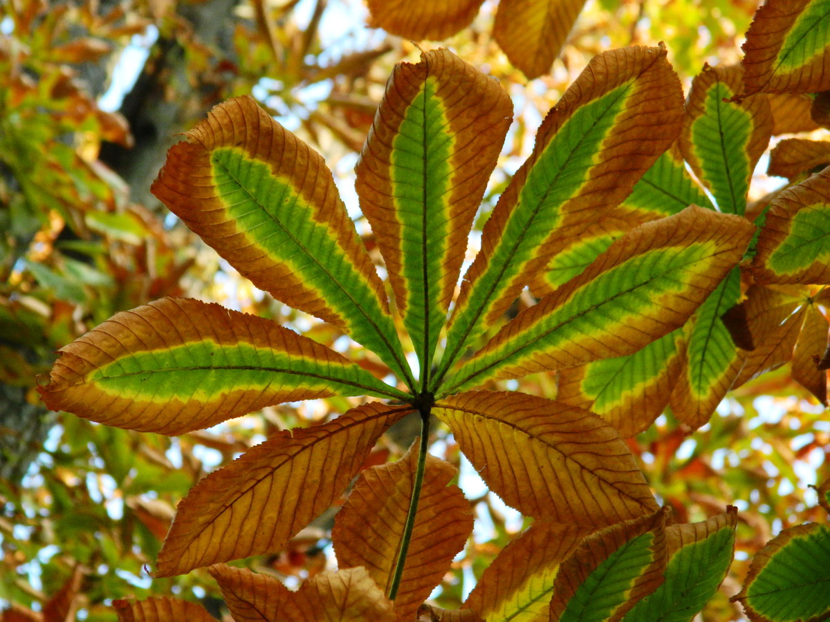 LA MULTI ANI, ROMANIA!: Frunze de castan