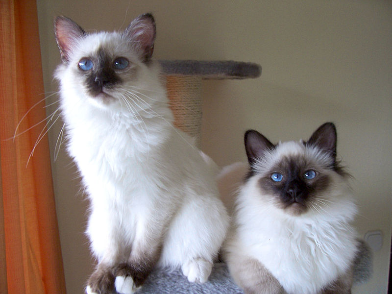 Cat Pictures: Birman Cat