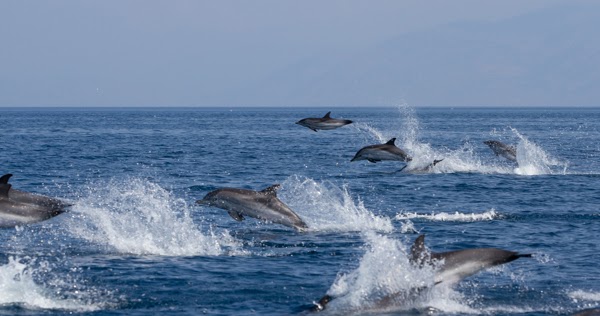 Dolphin Biology and Conservation: 100 striped dolphins "porpoising" in ...
