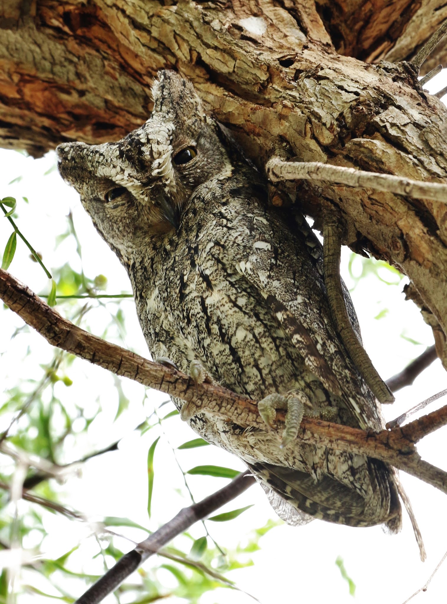 Biodiversity of Cyprus by NGO Protection of the Natural Heritage and ...