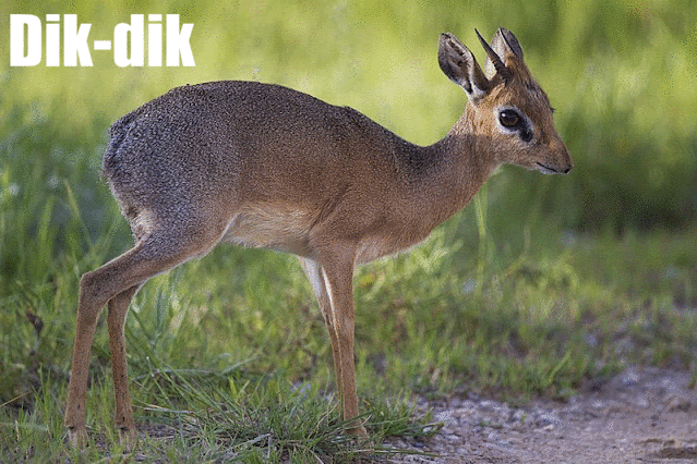 Criaturas Incríveis®: Dik-dik | Digidigi | Kirk's Dik Dik - Madoqua ...