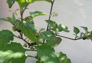 Plantas para hombres: Solanum nigrum, hierba mora