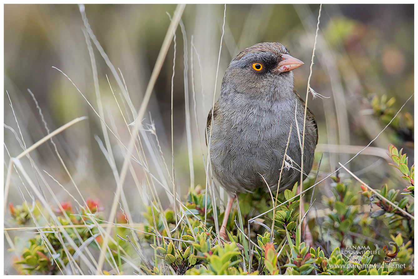 Wildlife photos from Panama's tallest mountain, Pt. 1 - Featured ...