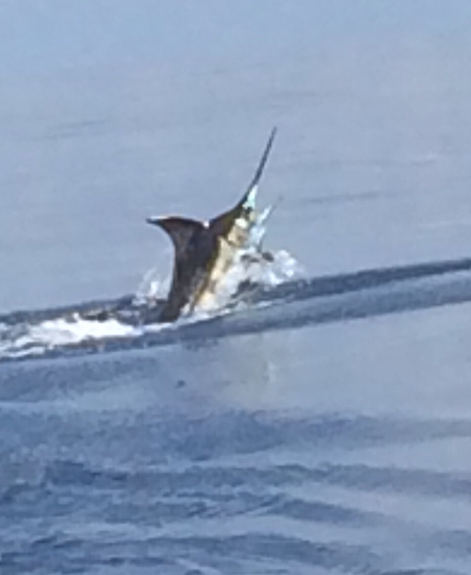 Dragin Fly Costa Rica • Sport Fishing in Comfort for Sailfish, Marlin ...
