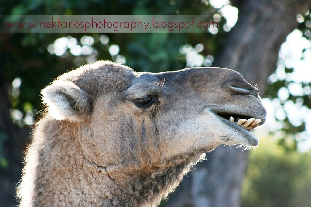 Paphos Dentist, Dr Elena Demetriou: What causes tooth decay?