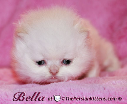 Cute Pink Kitten | Kitten And Puppy