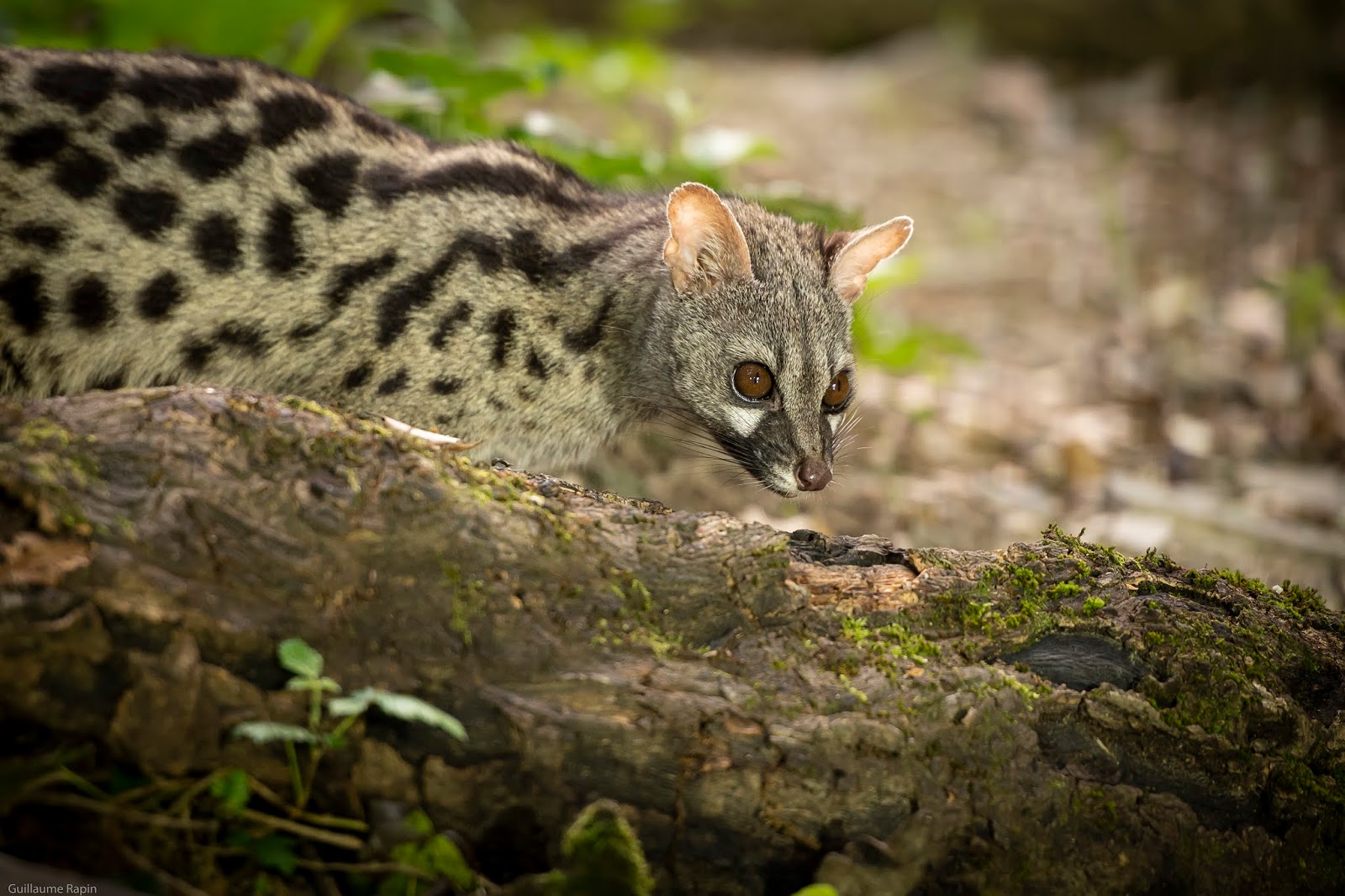 Au plus proche de la nature: Genette commune