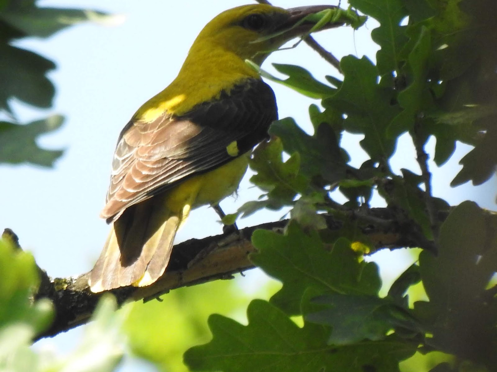 PASARI DIN ROMANIA: GRANGUR, Oriolus oriolus