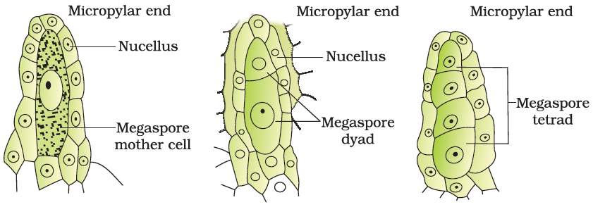 Sexual Reproduction in Flowering Plants - Notes | Class 12 | Part 1 ...