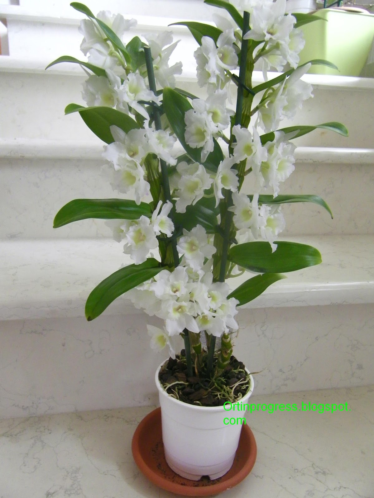 Orti in progress: Un'altra orchidea: il Dendrobium.