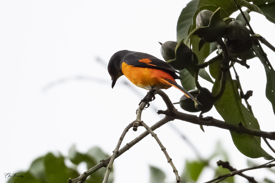 The Chiwit Chronicles: The 5th PPUR International Bird Race Day 1 ...