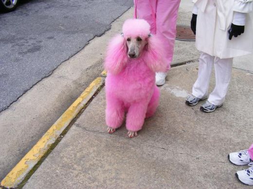 Funny Animals: Pink Poodle Dogs Photos and Wallpapers