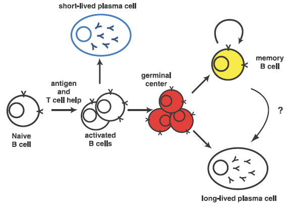 Memory B Cells